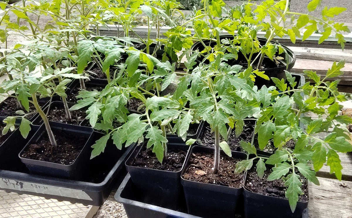 Plants – Kheprw's Store